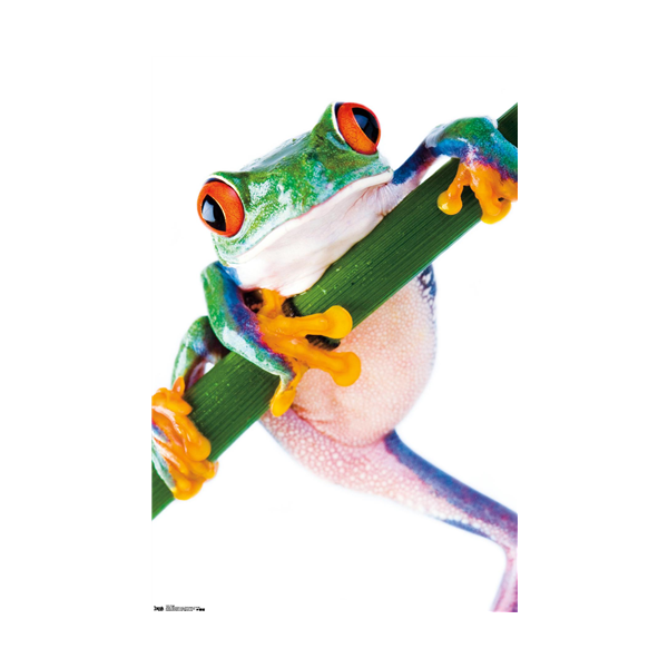 Trends International Tree Frog Wall Poster