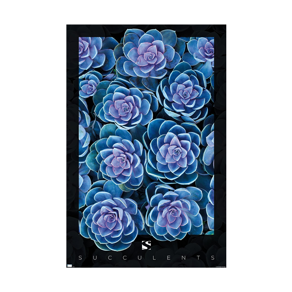 Trends International Succulents - Purple Wall Poster