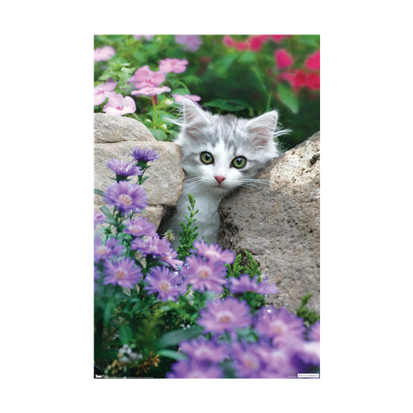 Trends International Keith Kimberlin - Kitten - Stones and Flowers Wall ...